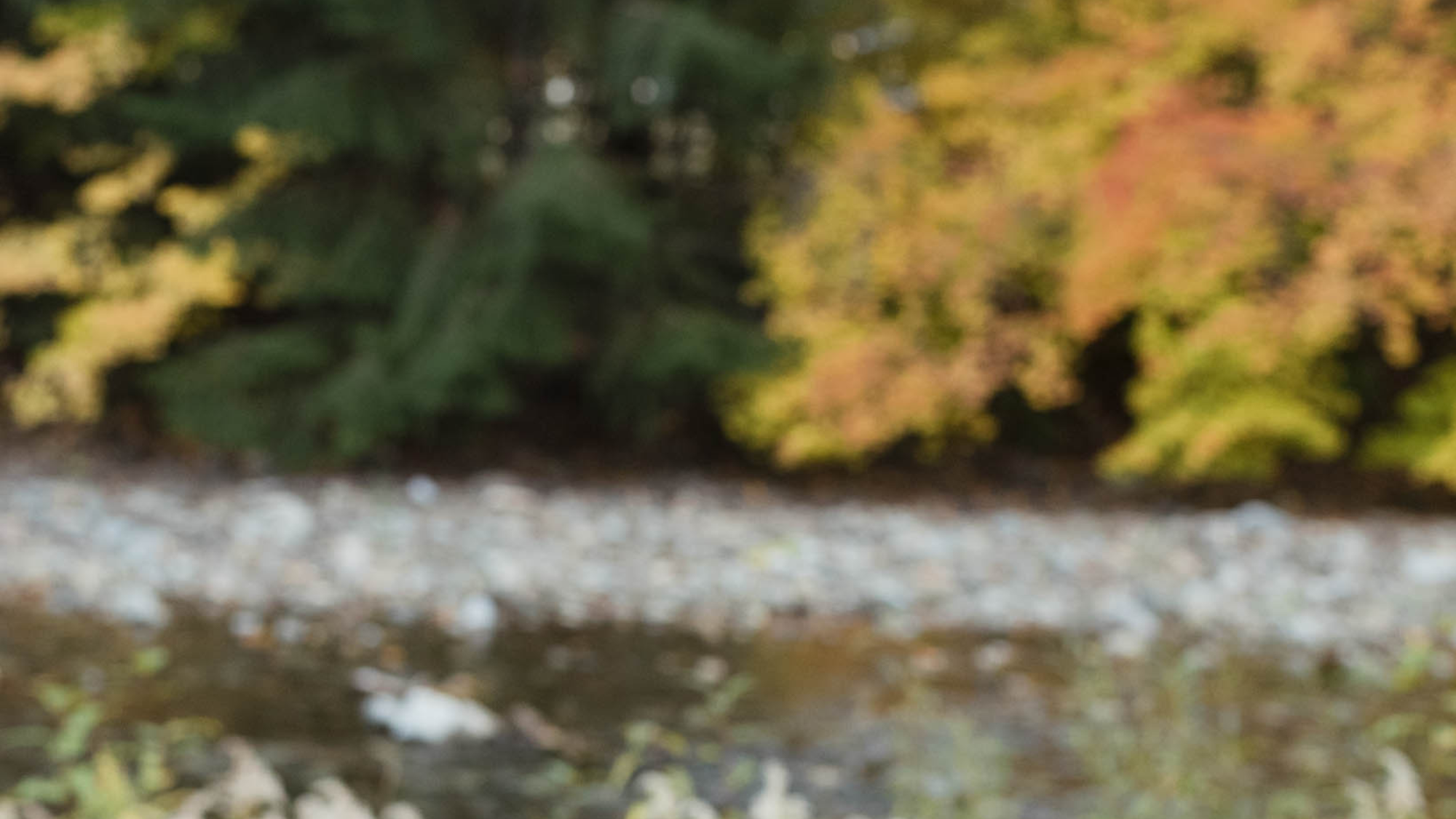 Spruce Fall Faves! – Spruce Apothecary